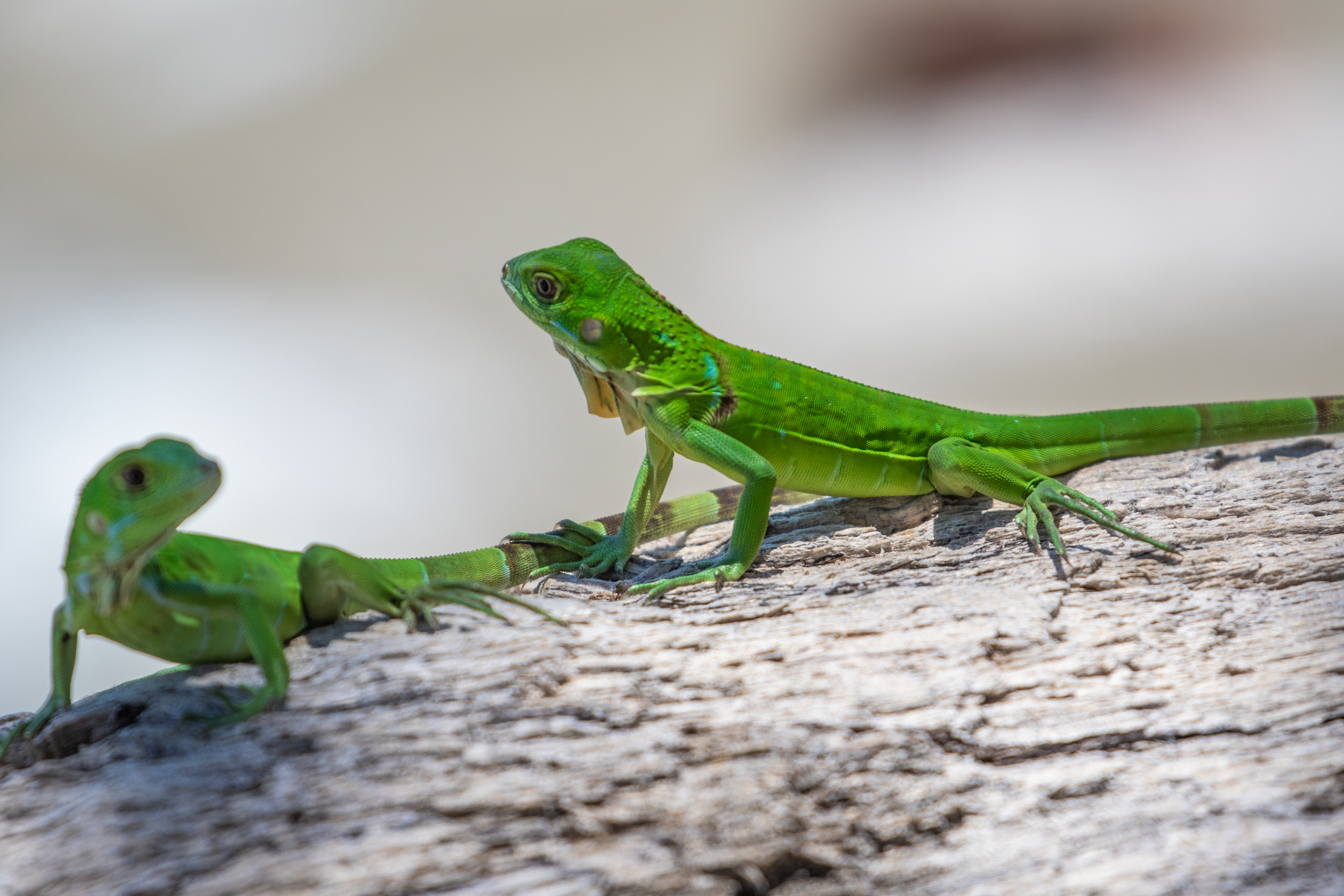 Green Lizzards – Enno Oldigs – Photography
